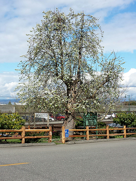 Projects | Mukilteo Way Garden Club